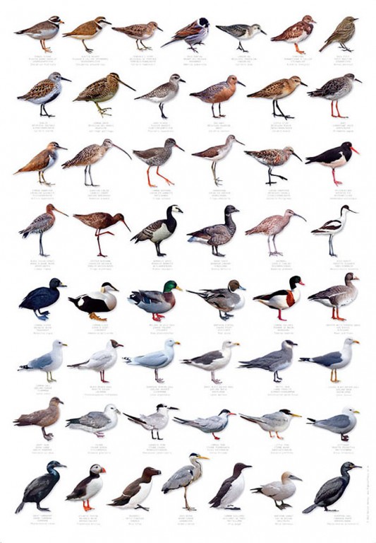 Shore Birds Nature Poster